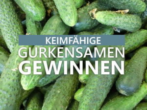 Gurkensamen Selbst Gewinnen